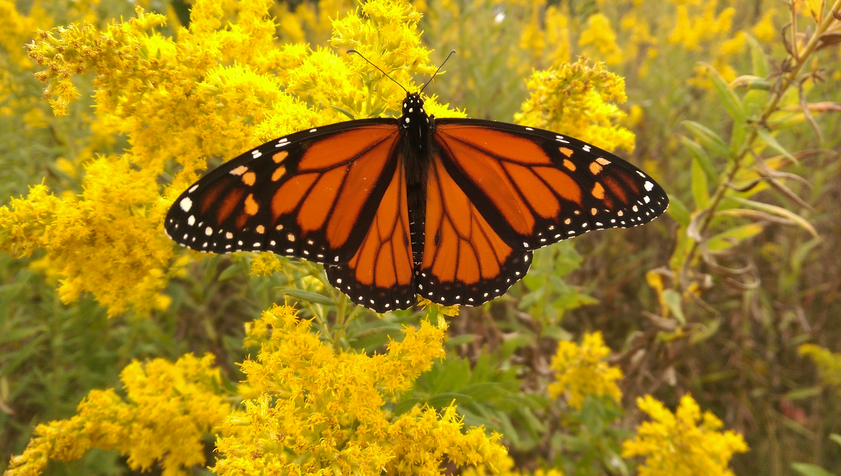Create and Maintain a Native Plant Habitat | MEEC